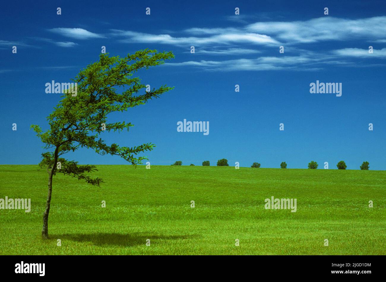 Windy tree hi-res stock photography and images - Alamy