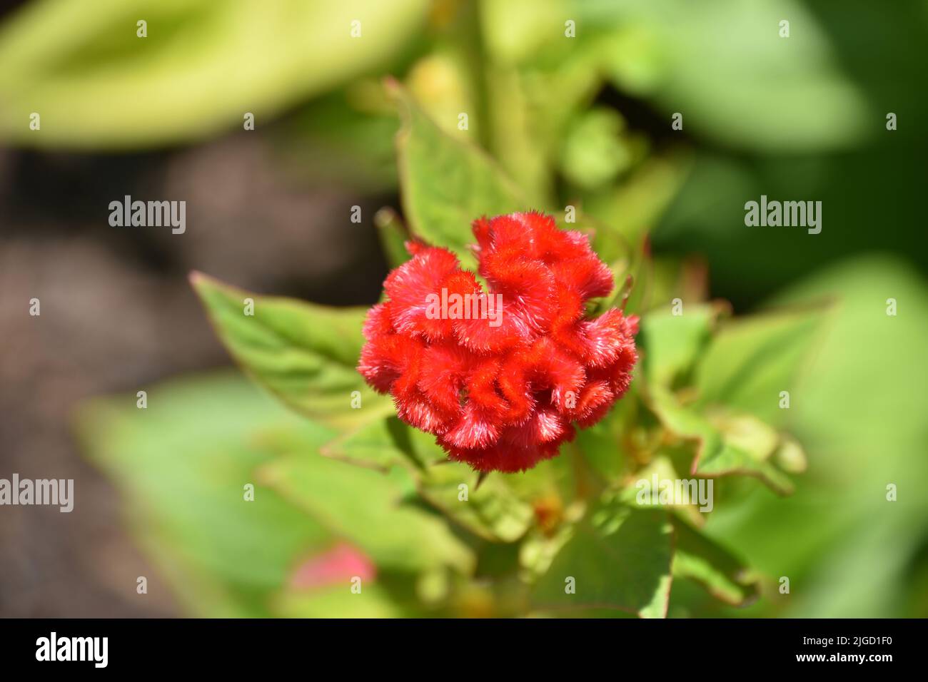 Beautiful red cockscomb flower blooming and flowering in a garden Stock ...