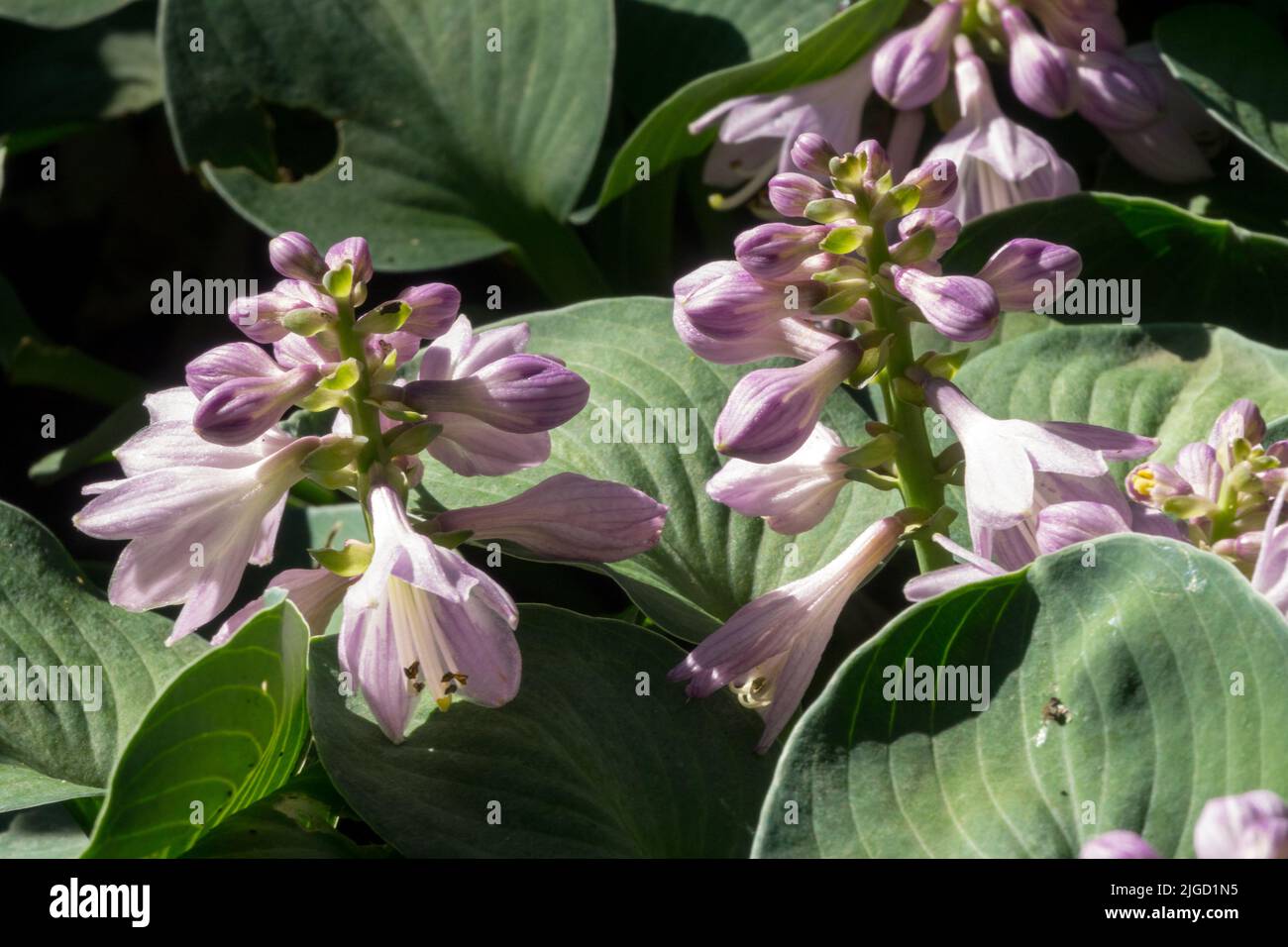 Miniature Hostas, Small Hosta "Blue Mouse Ears", Plantain Lily, Flowers ...