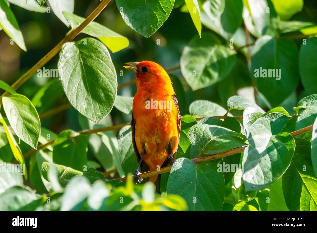 Orange-variant Scarlet Tanager in Massachusetts backyard Stock Photo ...