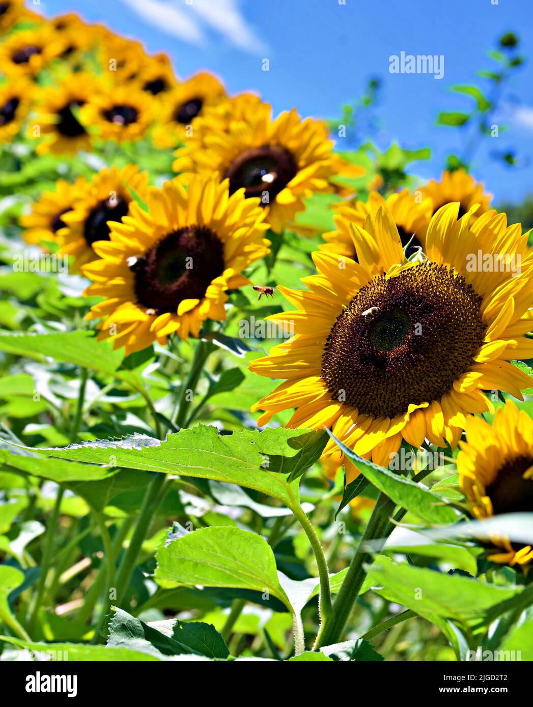 Sunflower rows garden hi-res stock photography and images - Alamy