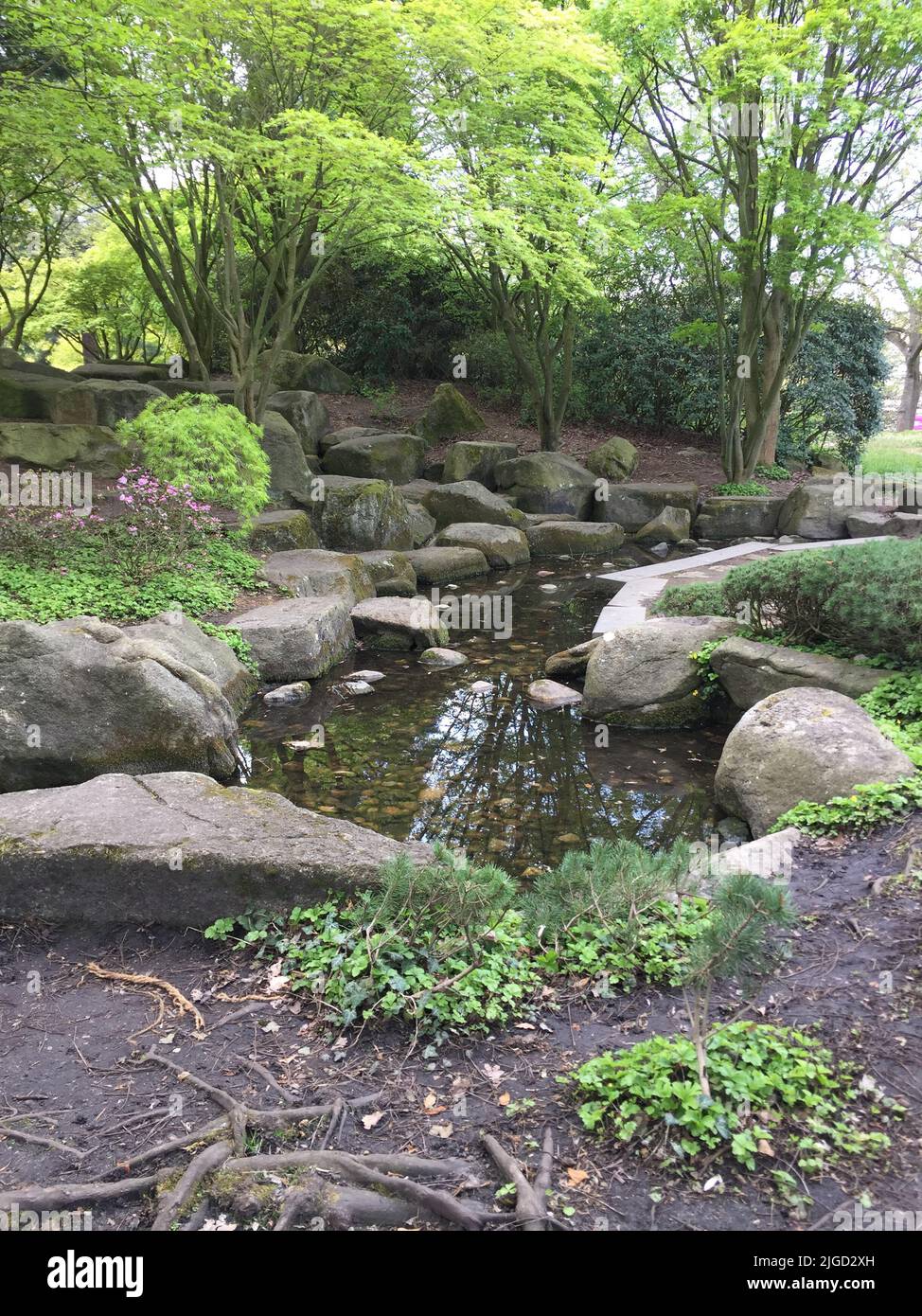 A small pond between rocks and green plants under growing trees in the ...