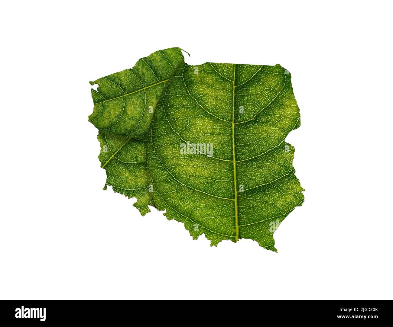 A Poland map made of green leaves isolated on white background, ecology ...
