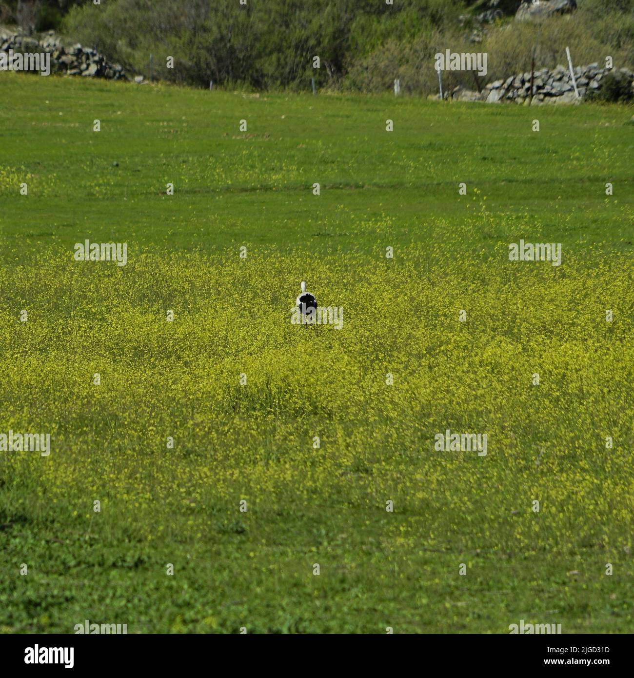 A duck in a distance in the middle of green meadow Stock Photo - Alamy