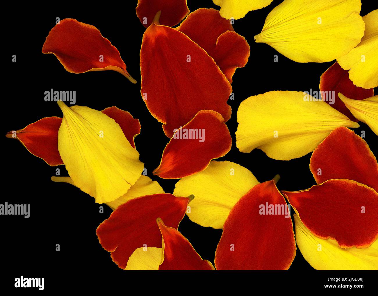 Marigold petals hi-res stock photography and images - Alamy