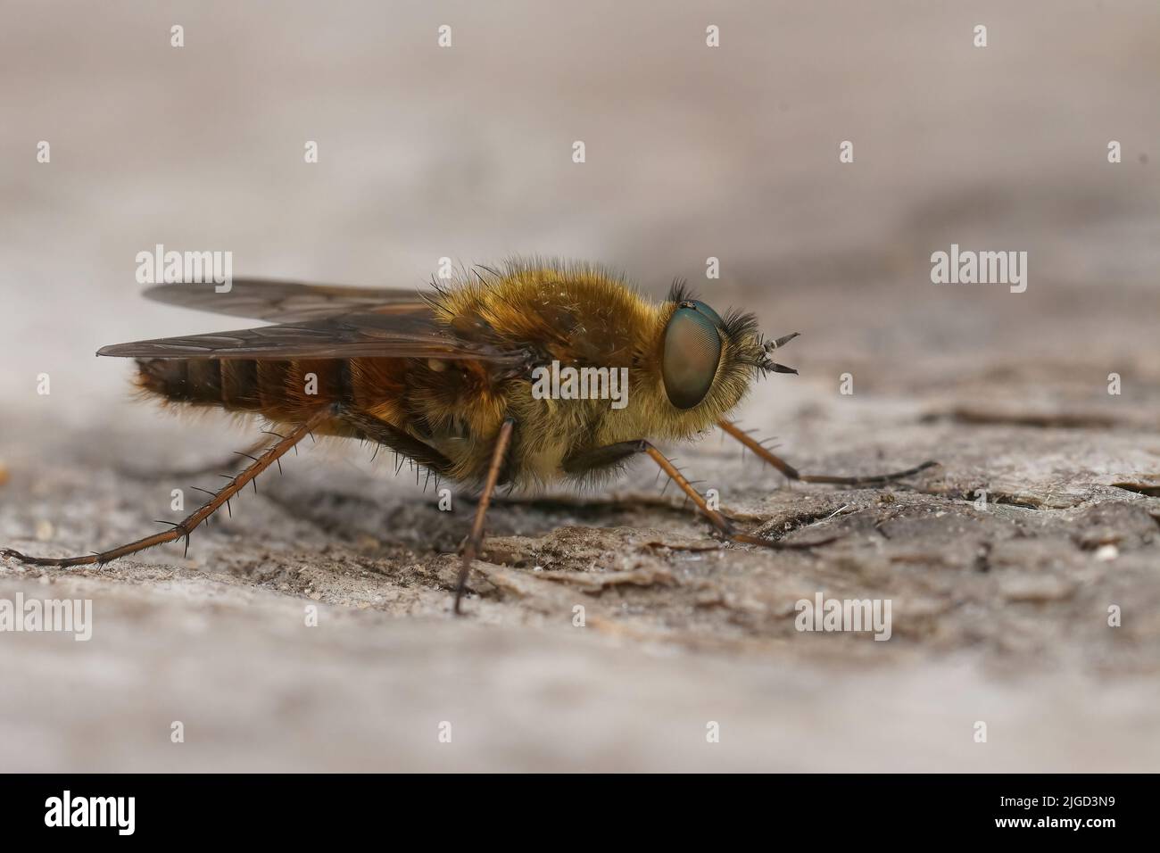 Detailed selective focus closeup on a hairy brown Commonmacro stiletto ...
