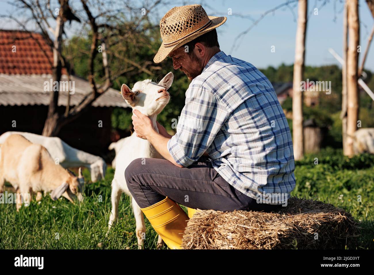 Male farmer taking care of his cute goats. Young rancherman getting pet ...