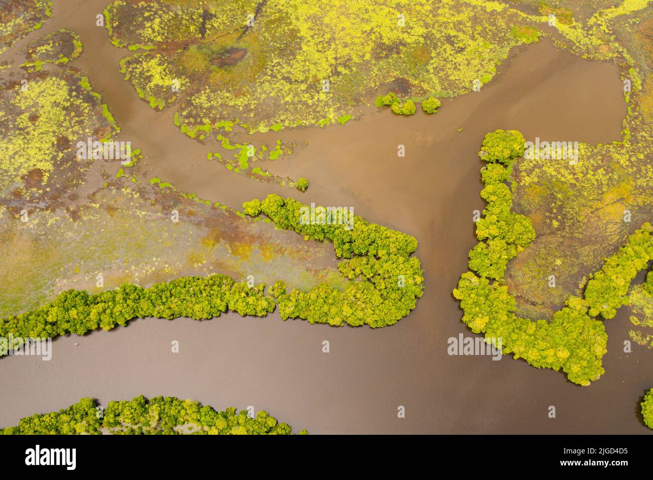 A river in the jungle in the tropics. A swamp in Sri Lanka Stock Photo ...