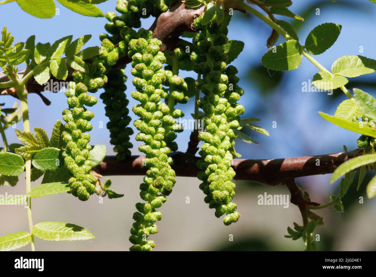 Green flowering staminate racemose catkin inflorescences of Juglans ...