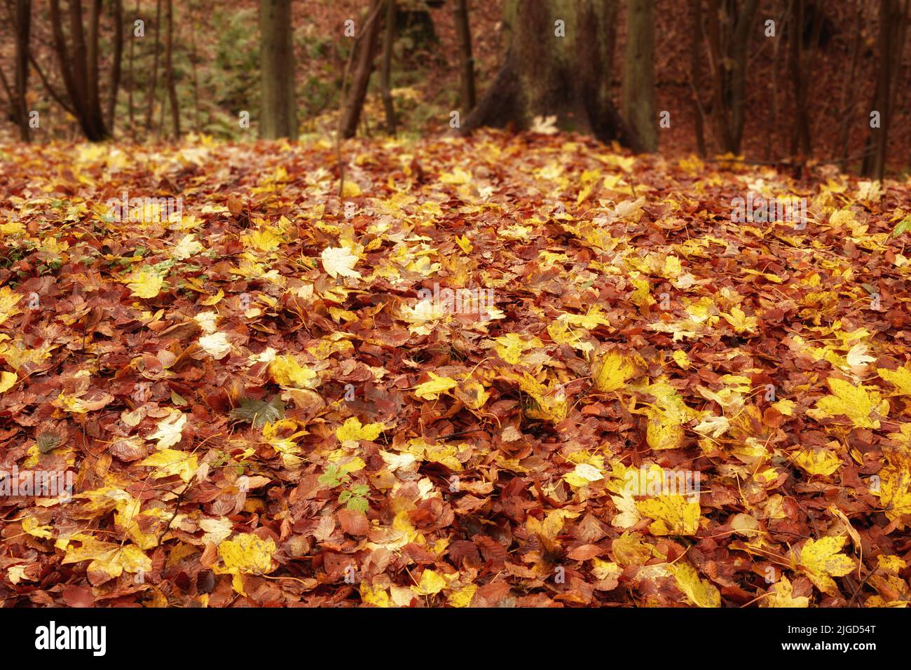 Beautiful pile of colorful autumn leaves lying on grass with copy space ...