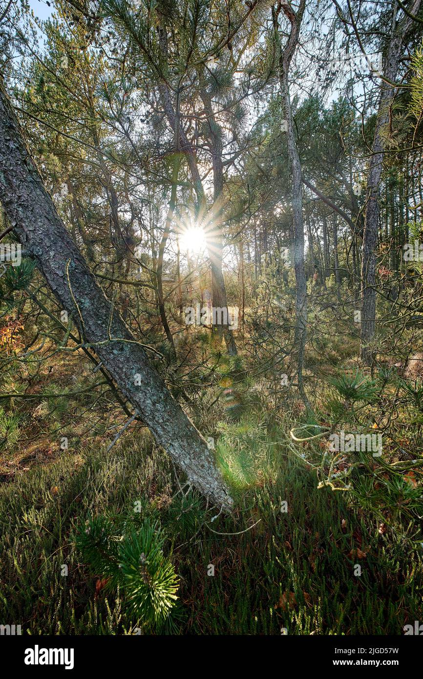The landscape of a forest with beams of light shining through trees ...