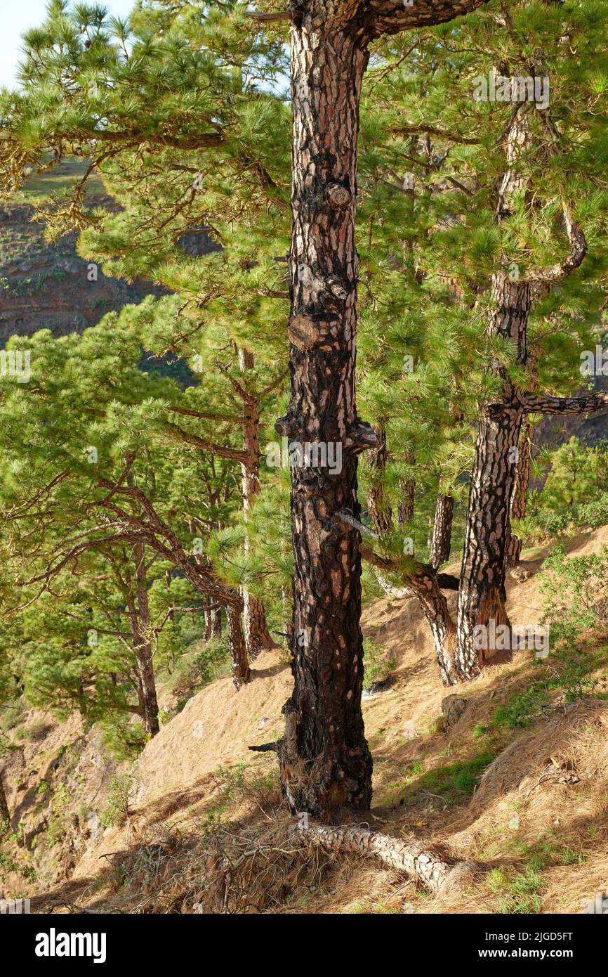 Many pine trees growing in a forest of La Palma, Canary Islands in ...