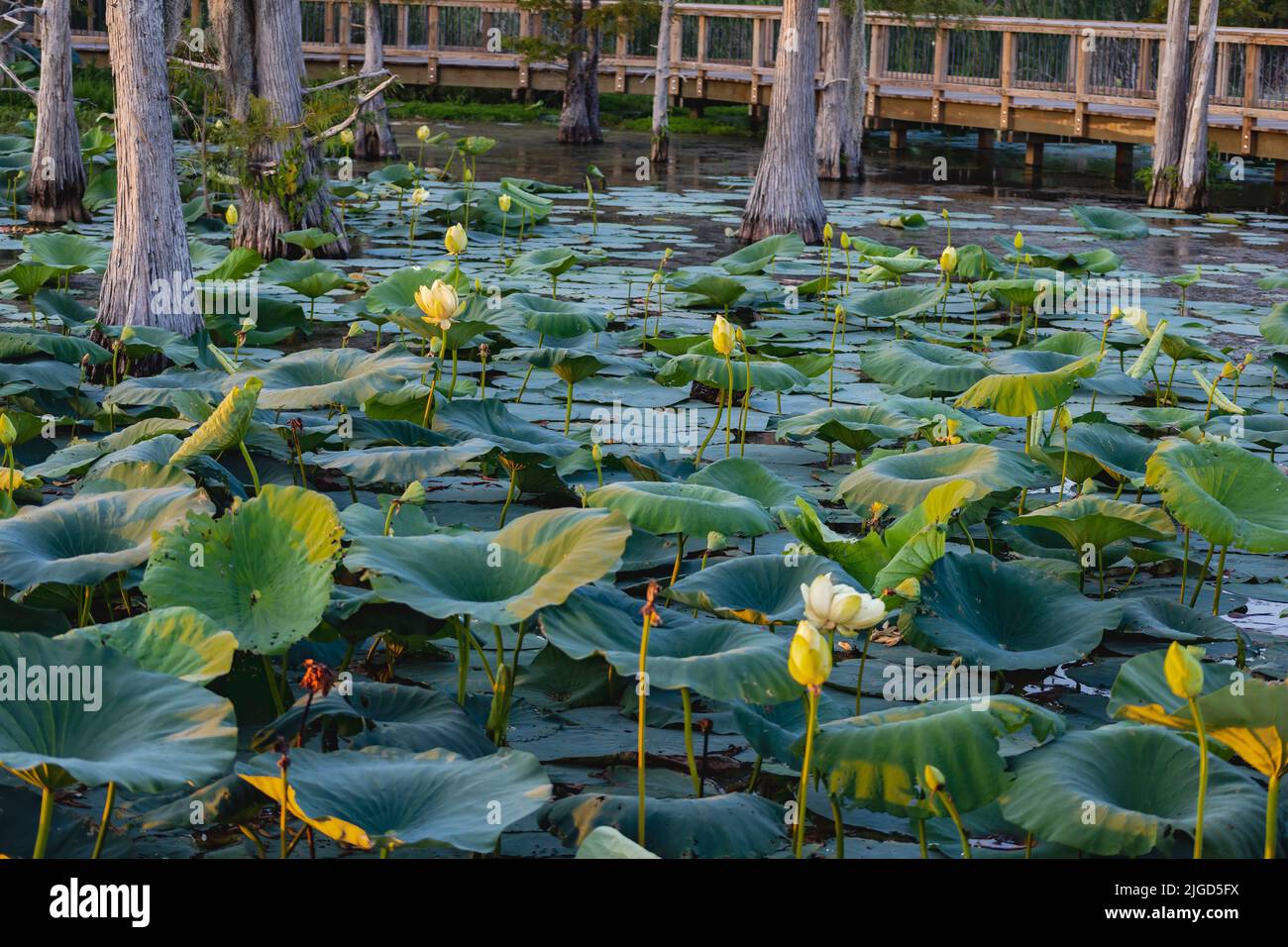 Swamp Lily Pads