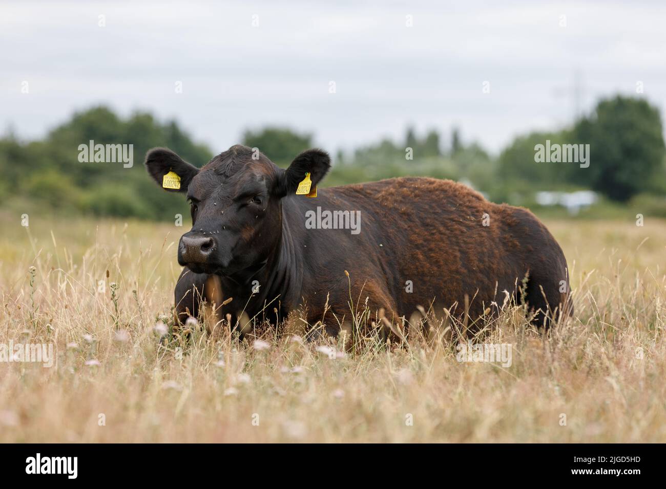 Cow sitting down hi-res stock photography and images - Alamy