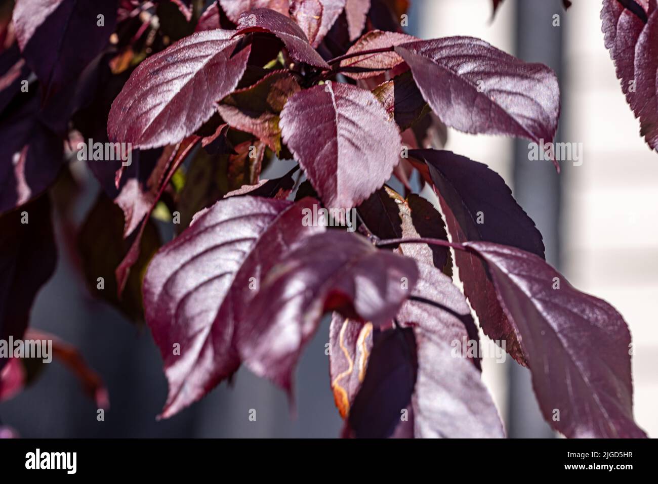 Cherry plm hi-res stock photography and images - Alamy