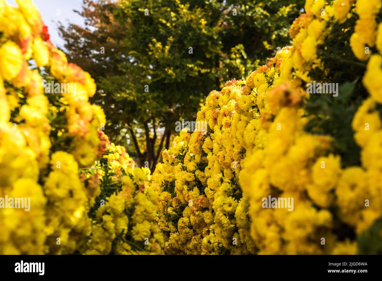 Beautiful Chrysanthemum yellow,red,white flowers in flower garden Stock ...