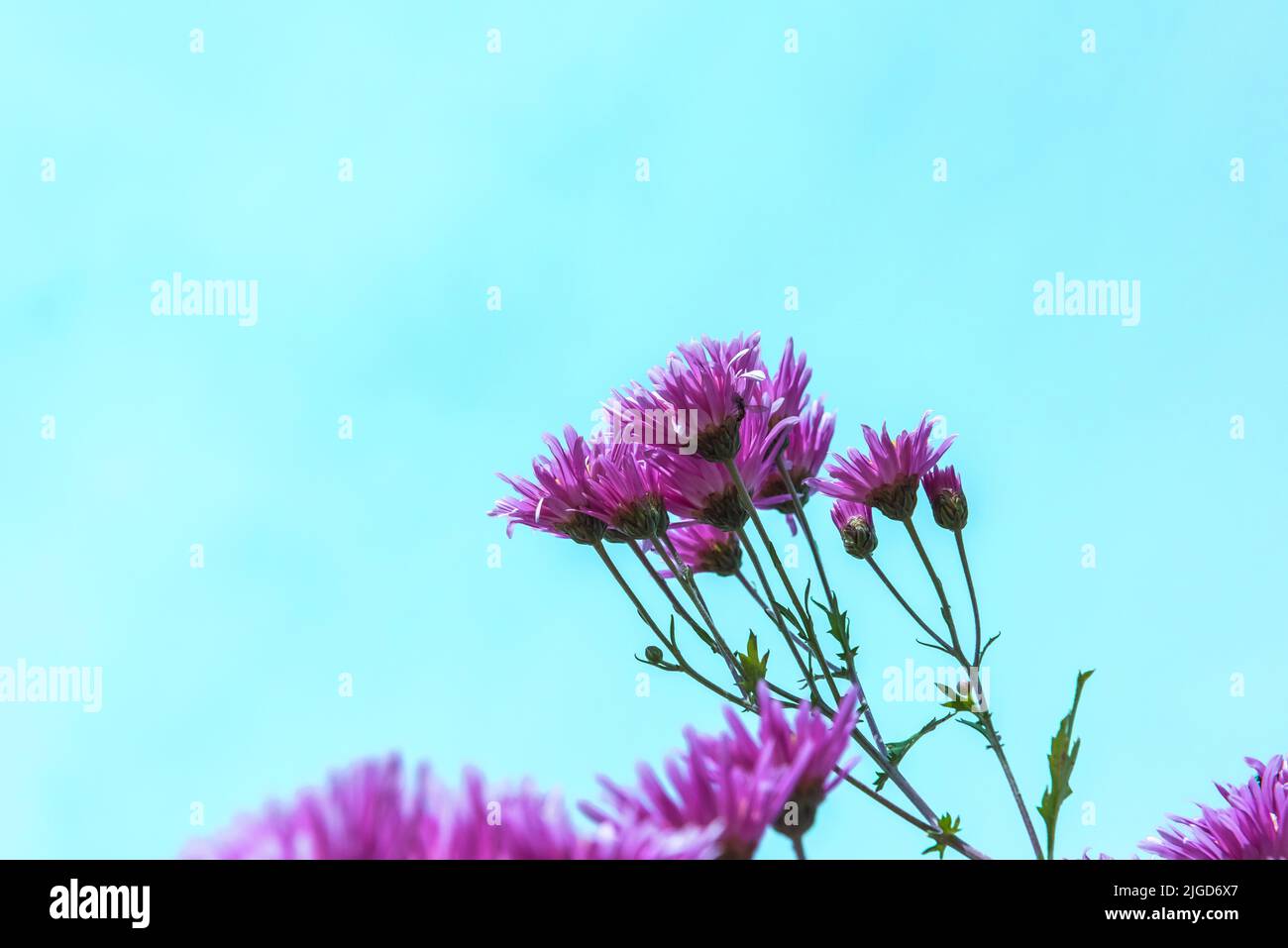 Beautiful Chrysanthemum yellow,red,white flowers in flower garden Stock ...