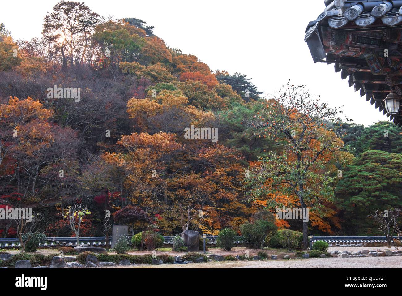 Beautiful Autumn color red and orange trees in the forest and Temples ...