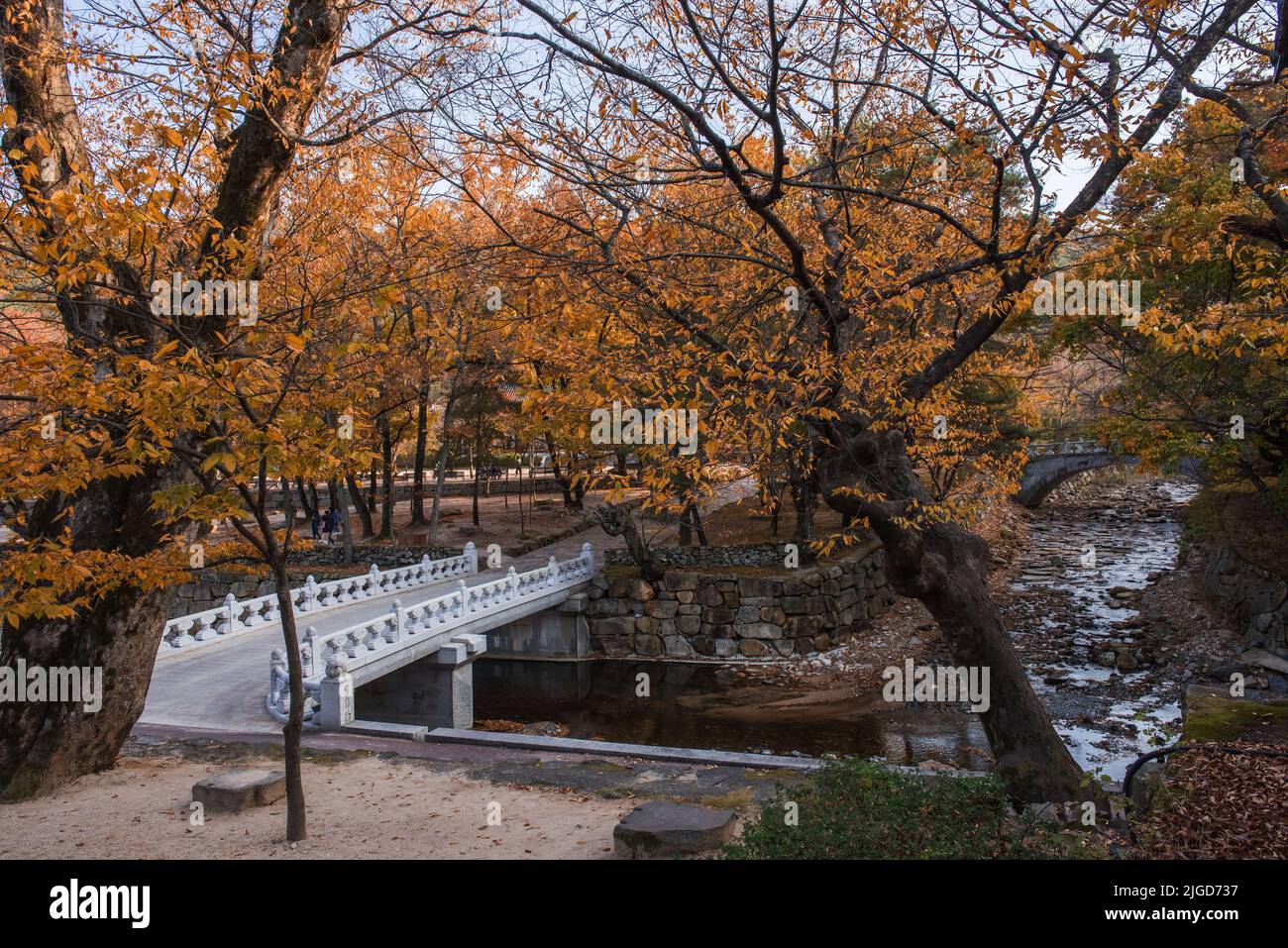 Beautiful Autumn color red and orange trees in the forest and Temples ...