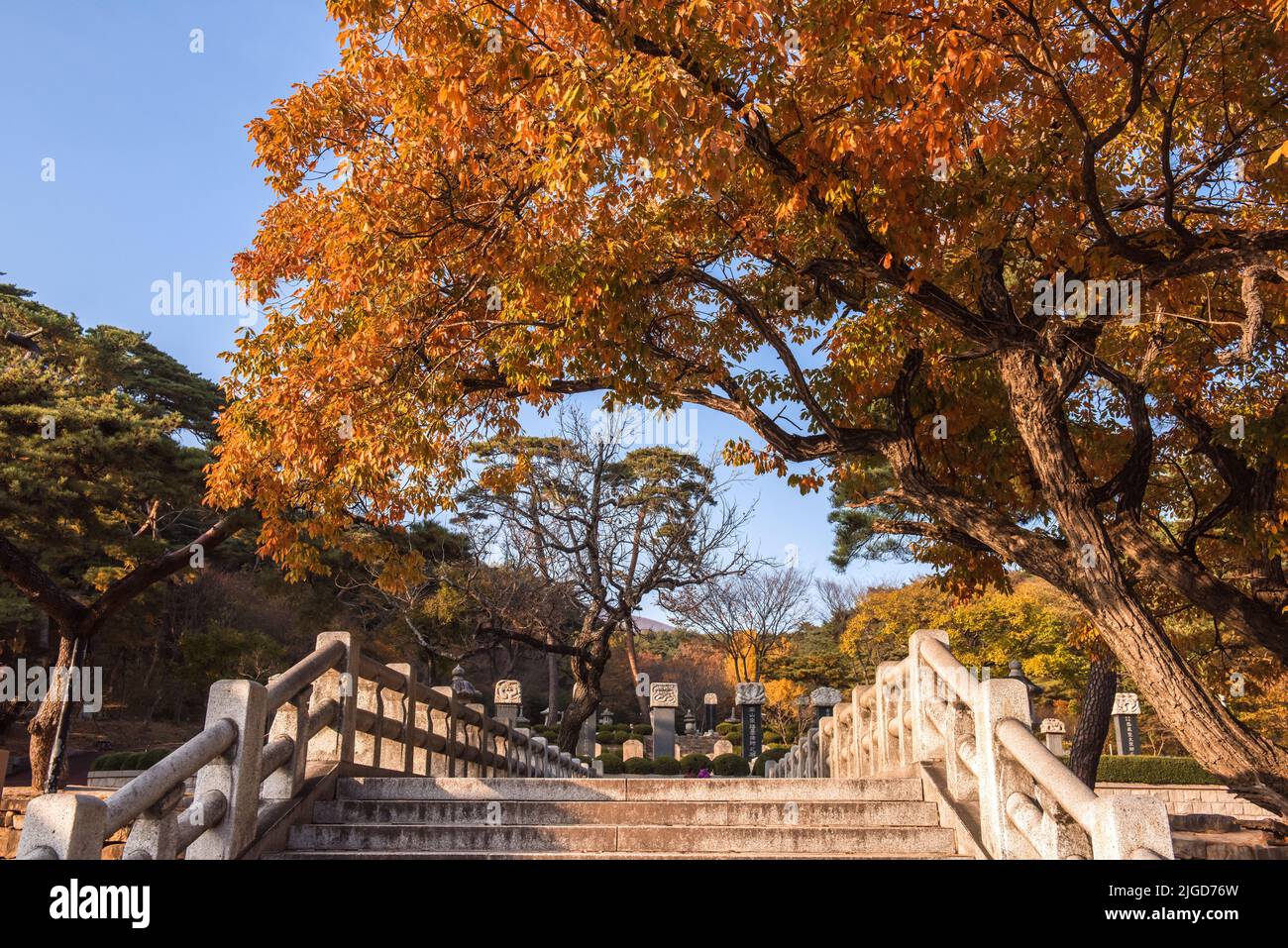 Beautiful Autumn color red and orange trees in the forest and Temples ...