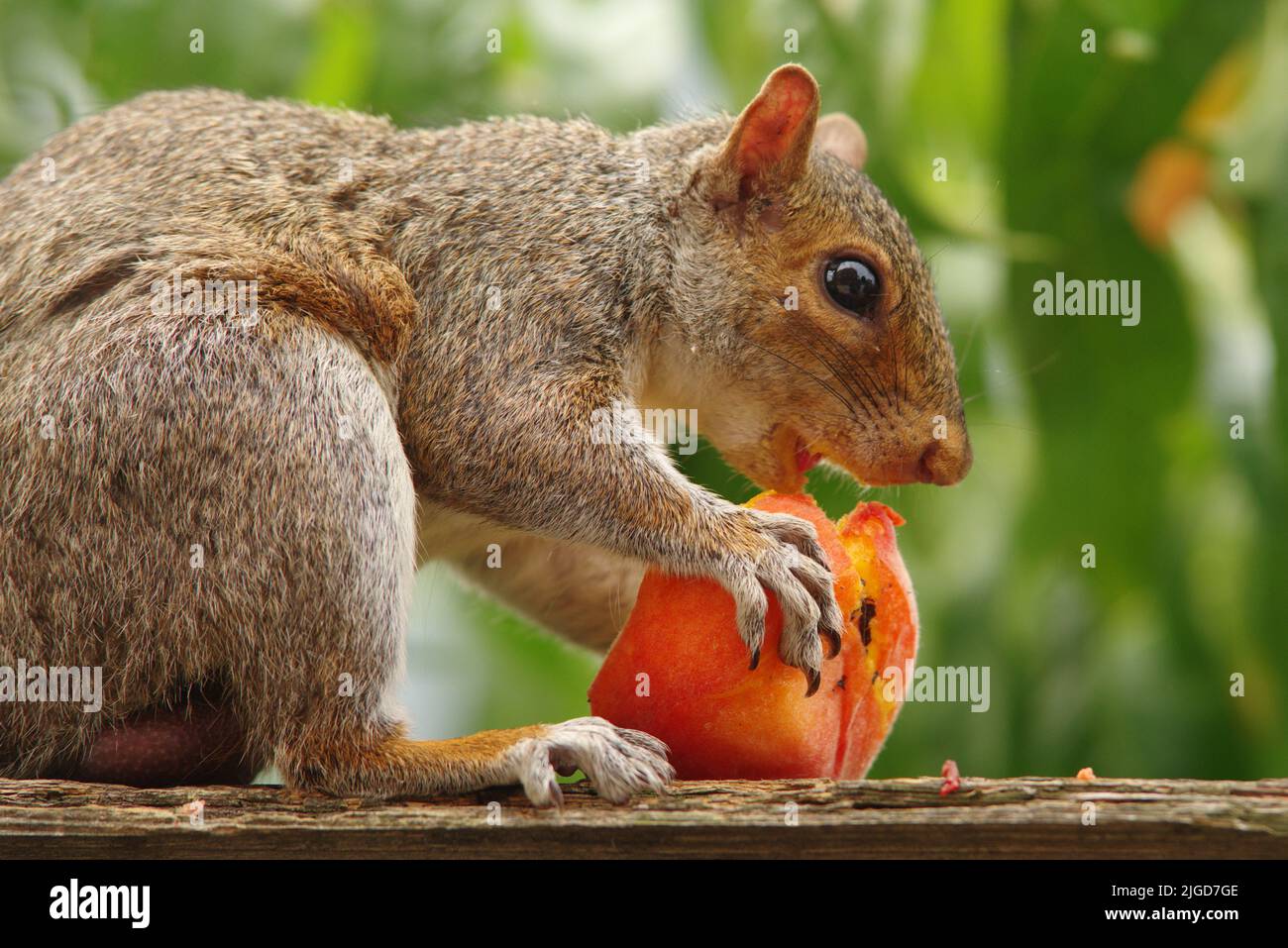 An eastern gray squirrel (Sciurus carolinensis) eats a peach Stock ...