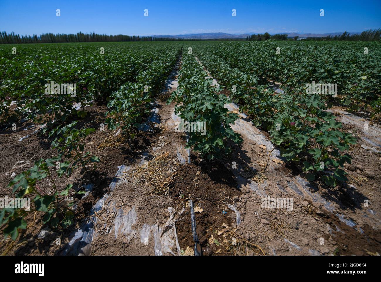 Cotton Farming Drip Irrigation
