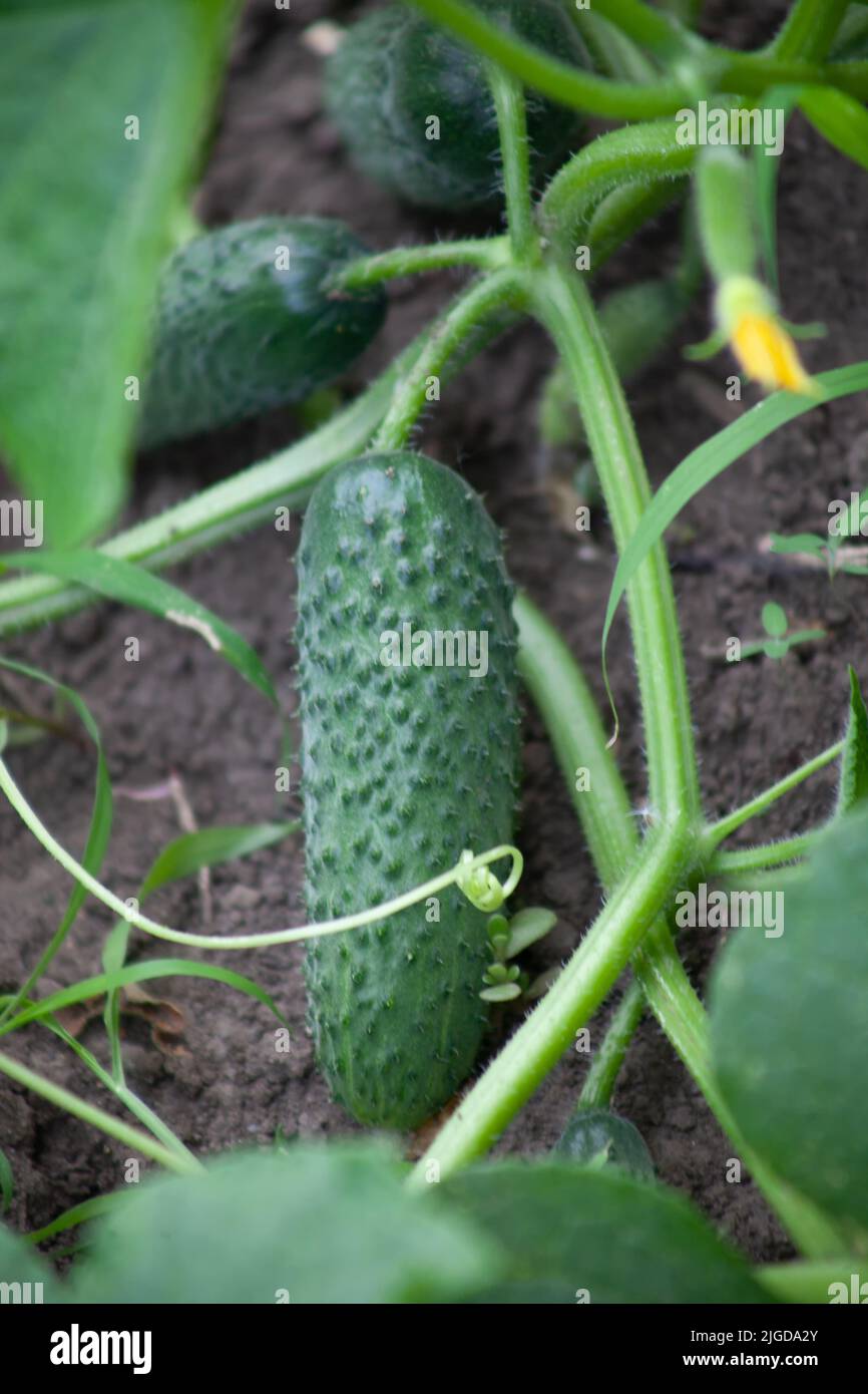 A green fresh cucumber grows on a stem Stock Photo - Alamy