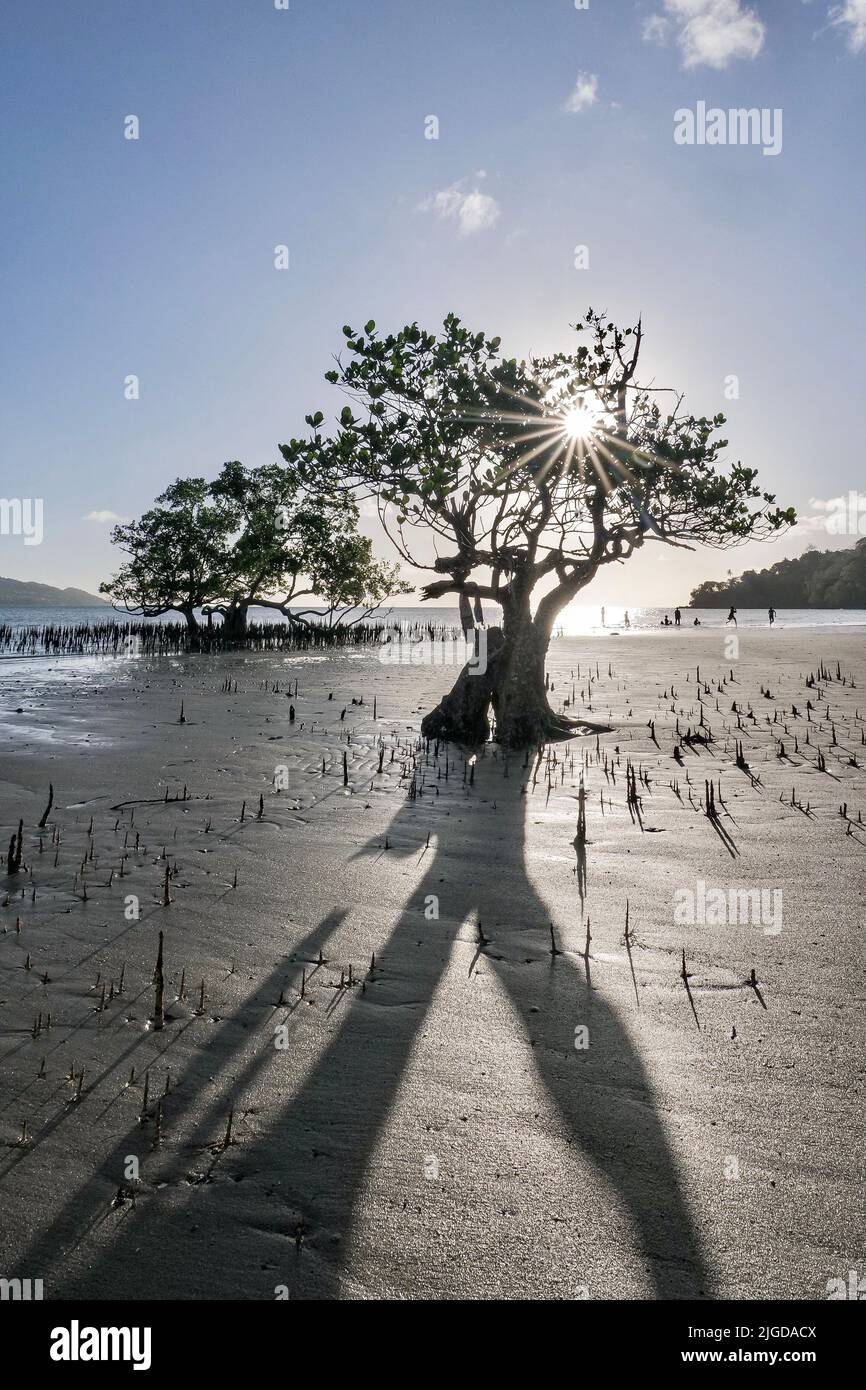 Mangroves of Poroani bay Mayotte Indian Ocean Stock Photo - Alamy