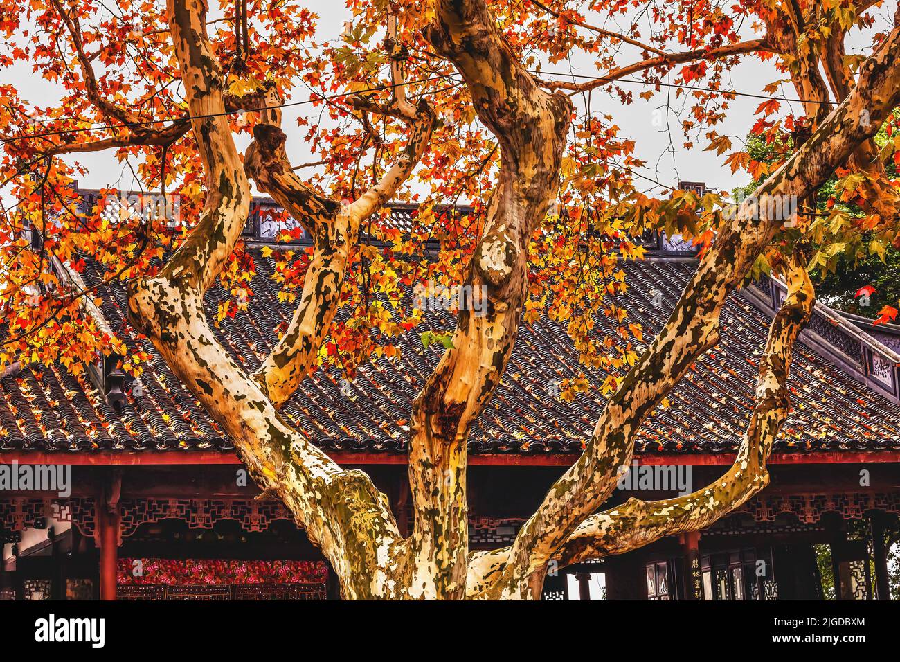 Ancient Chinese House Roof Autumn Leaves Tree West Lake Hangzhou ...