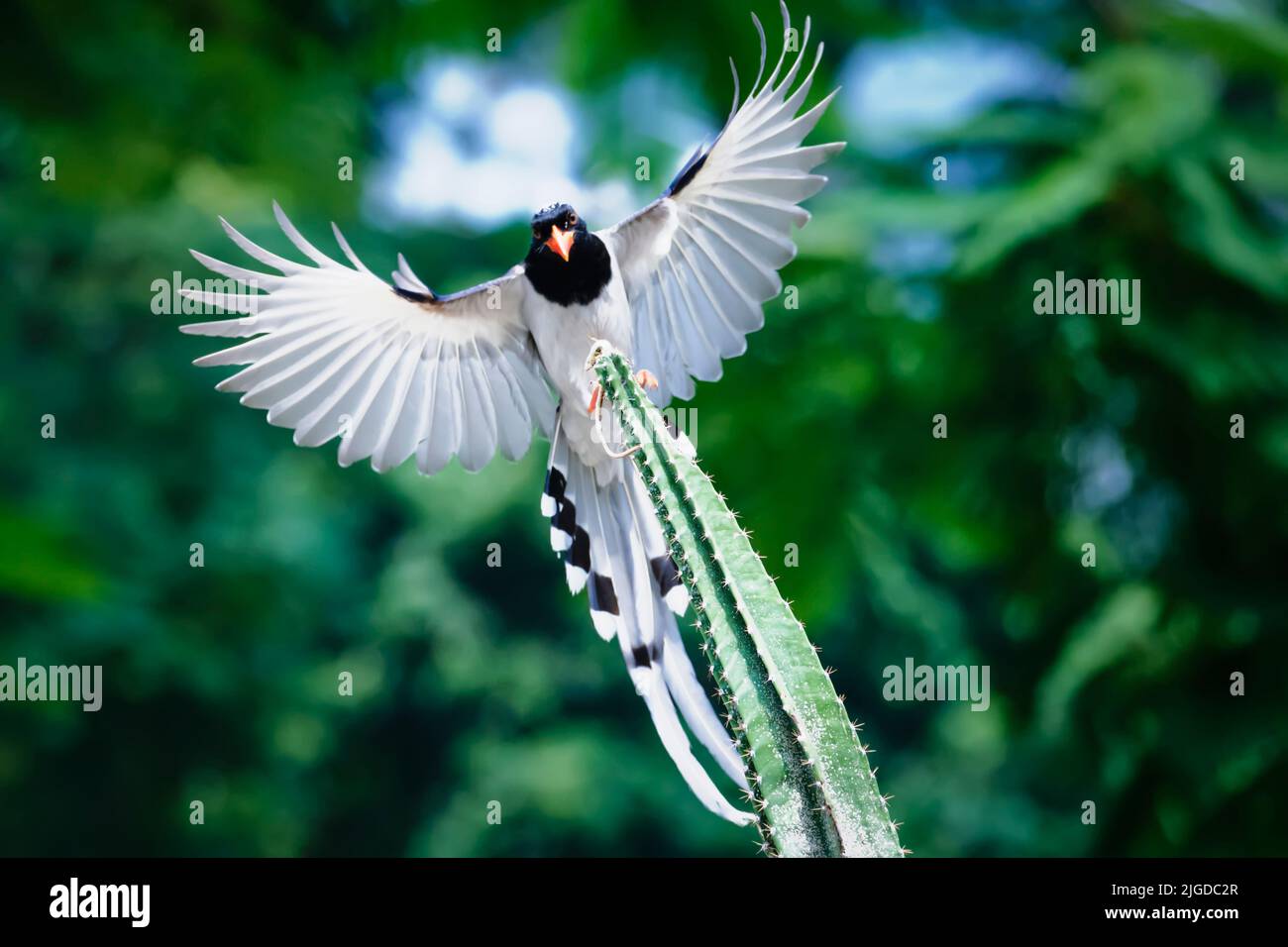 beautiful phoenixes hunt for prey Stock Photo - Alamy