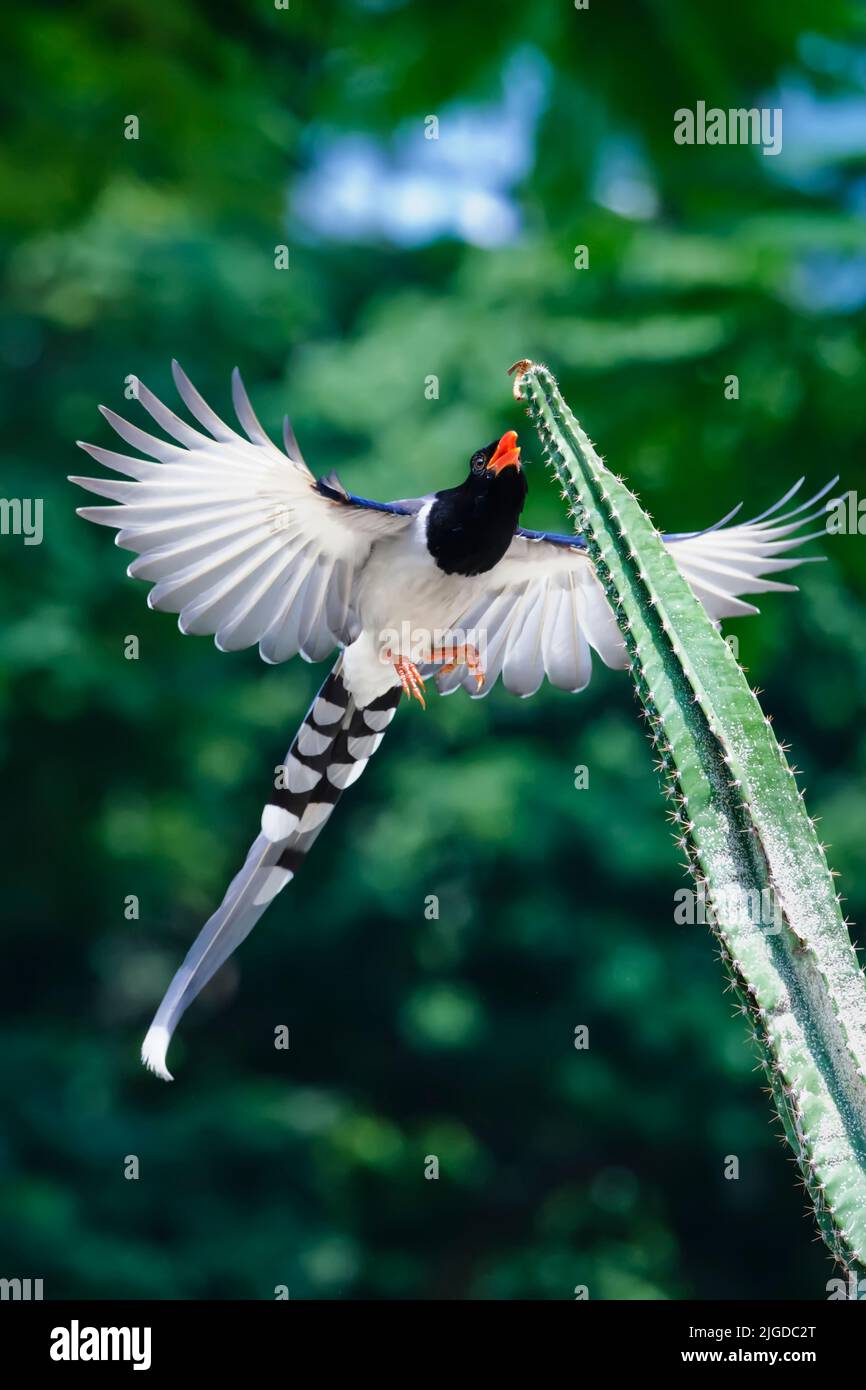 beautiful phoenixes hunt for prey Stock Photo - Alamy