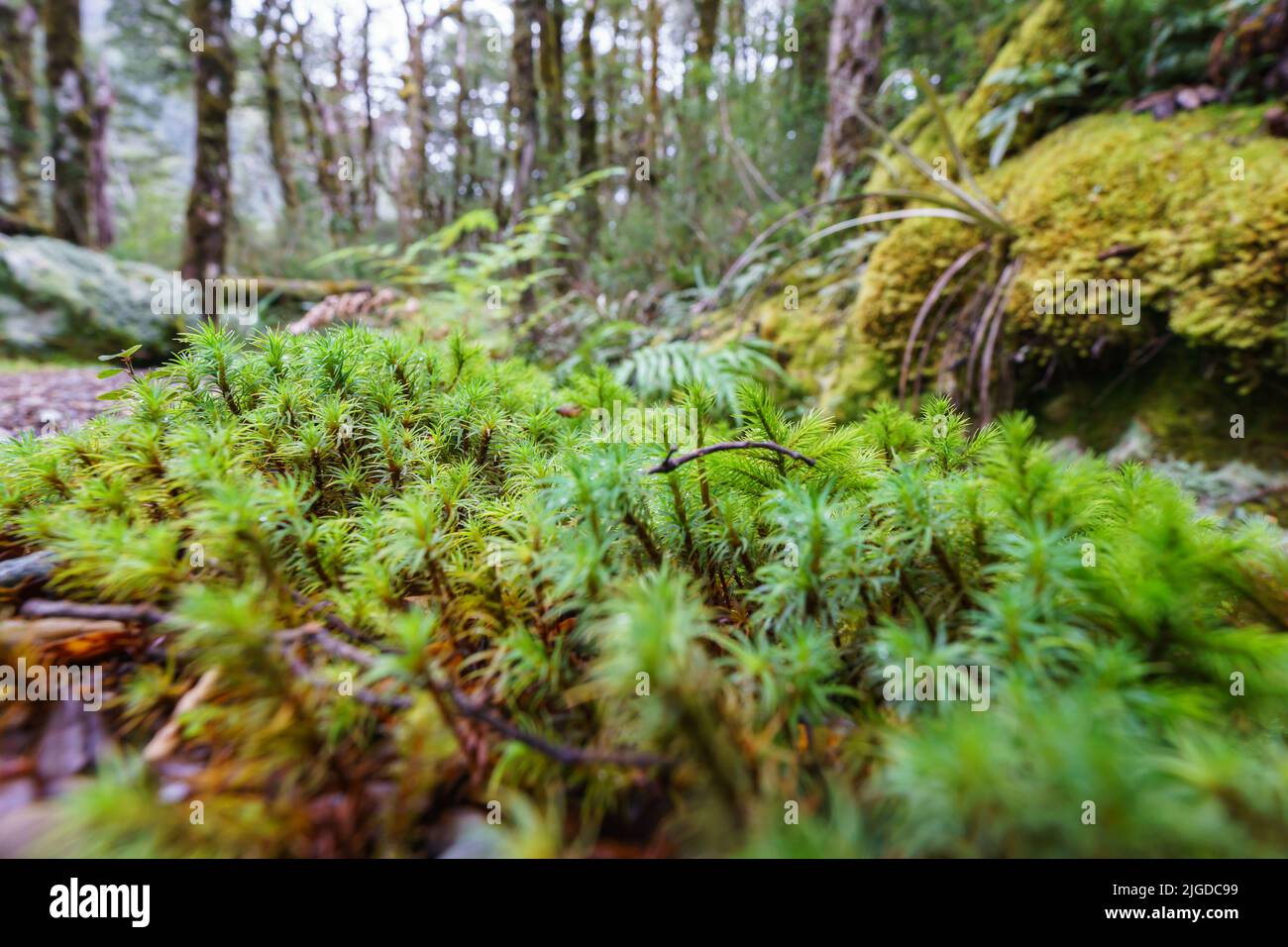 Tree trunk small landscapes hi-res stock photography and images - Alamy