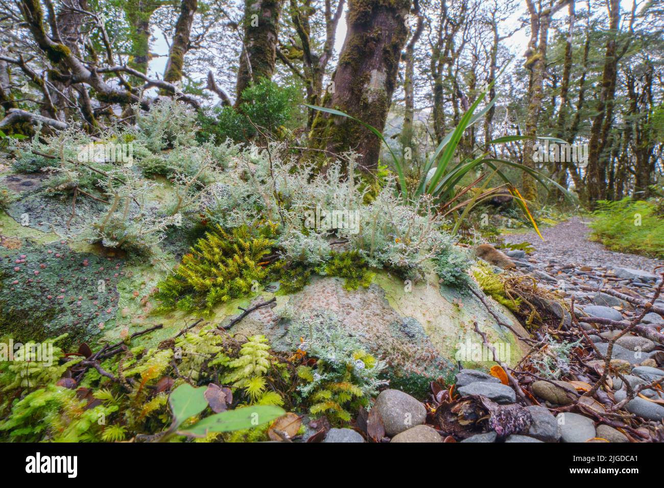 Amazing selection small plants and mosses in Micro-landscape on ...