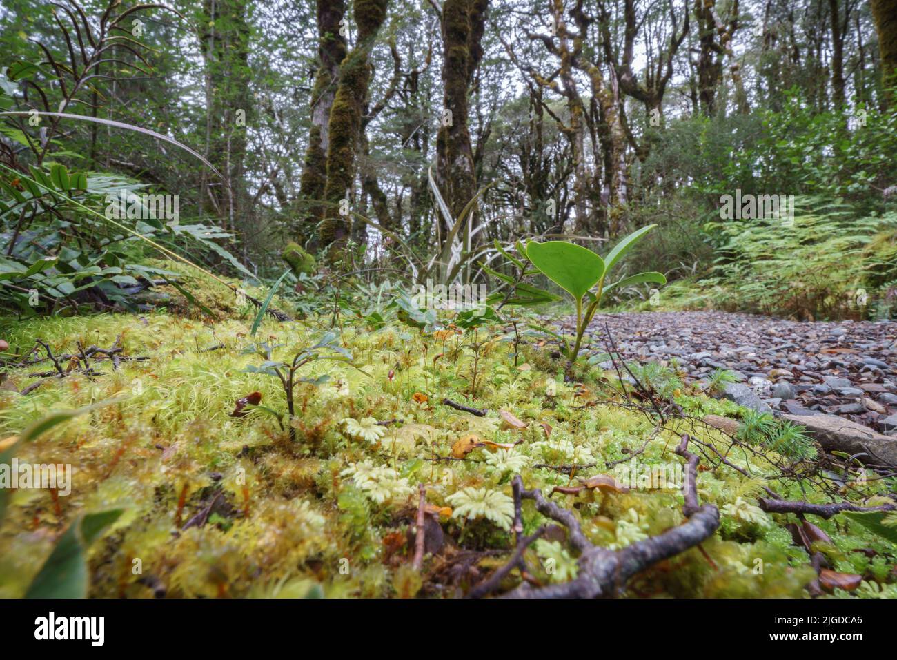 Amazing selection small plants and mosses in Micro-landscape on ...