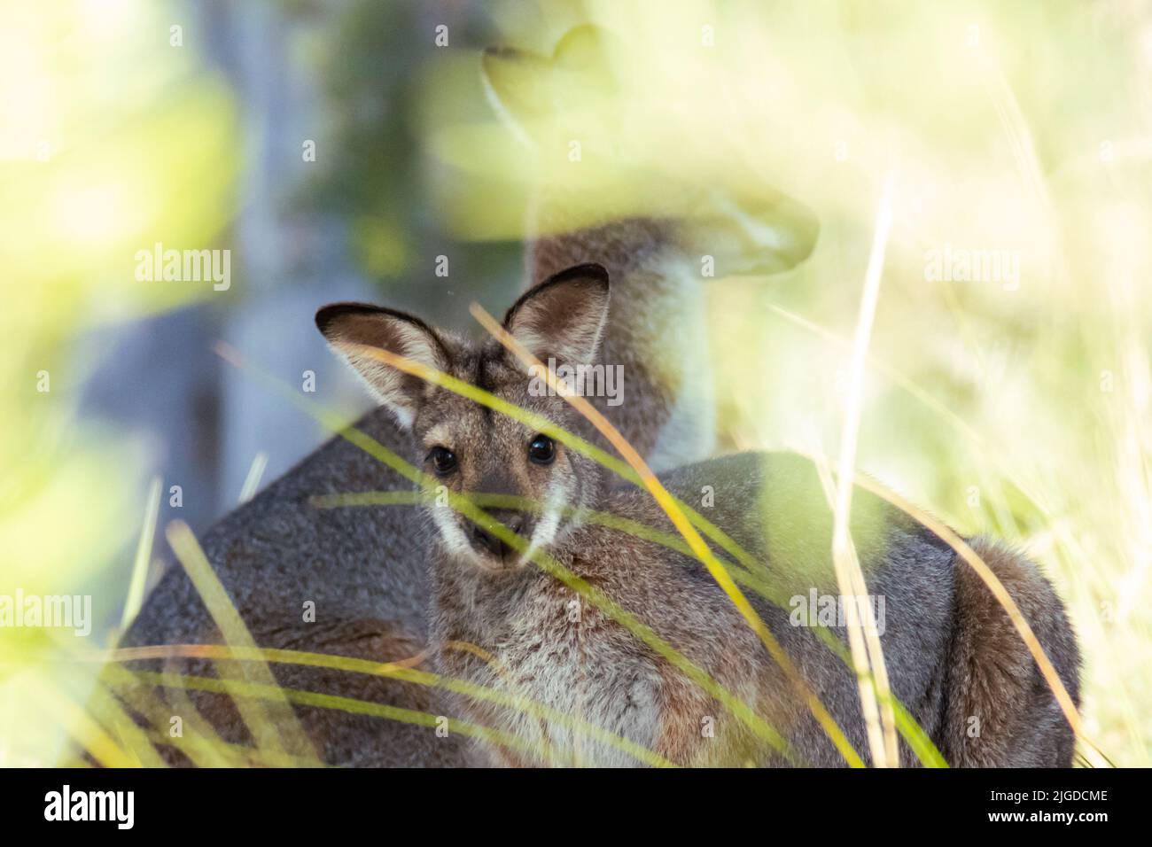 A pair of wild wallabies in the Australian bush Stock Photo - Alamy