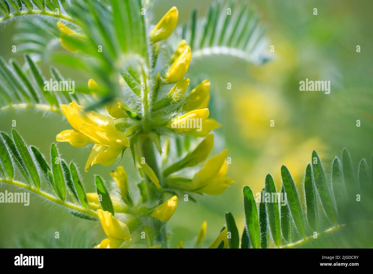 Astragalus close-up. Also called milk vetch, goat's-thorn or vine-like ...