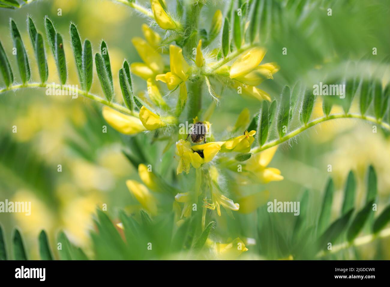 Astragalus close-up. Also called milk vetch, goat's-thorn or vine-like ...