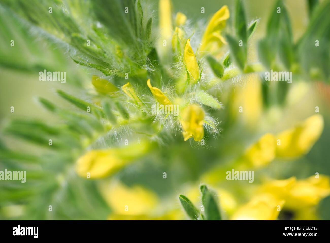 Astragalus close-up. Also called milk vetch, goat's-thorn or vine-like ...