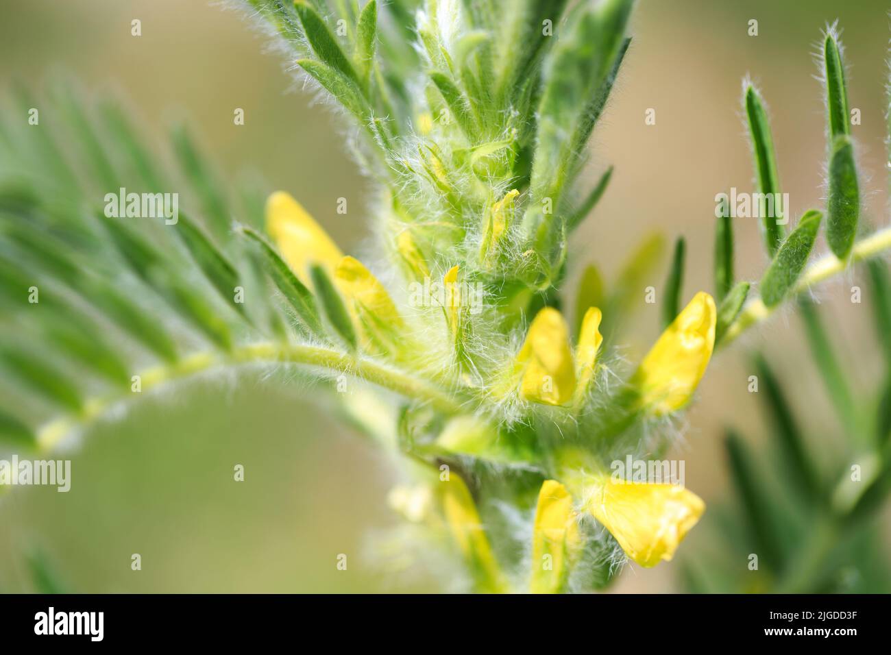 Astragalus close-up. Also called milk vetch, goat's-thorn or vine-like ...