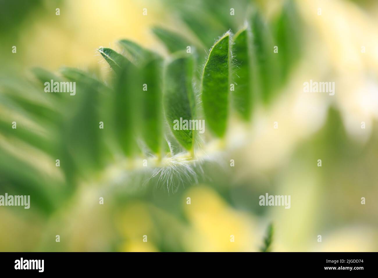 Astragalus close-up. Also called milk vetch, goat's-thorn or vine-like ...