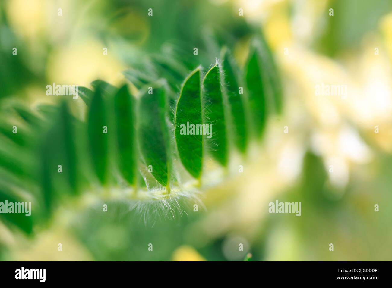 Astragalus close-up. Also called milk vetch, goat's-thorn or vine-like ...