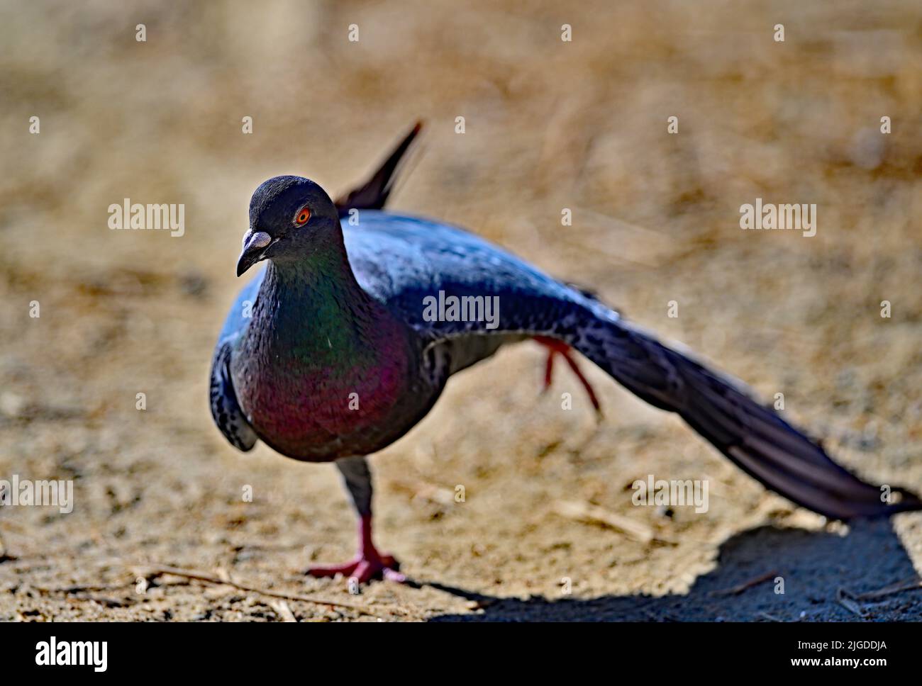 Rock Pigeon Stretching Wings and Leg Stock Photo - Alamy