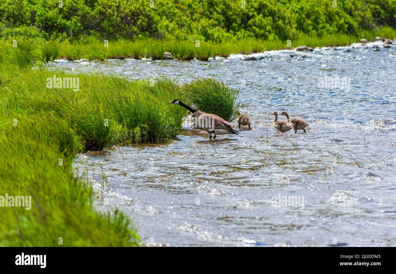 Wolfe Lake, Fundy National Park, New Brunswick, Canada Stock Photo - Alamy