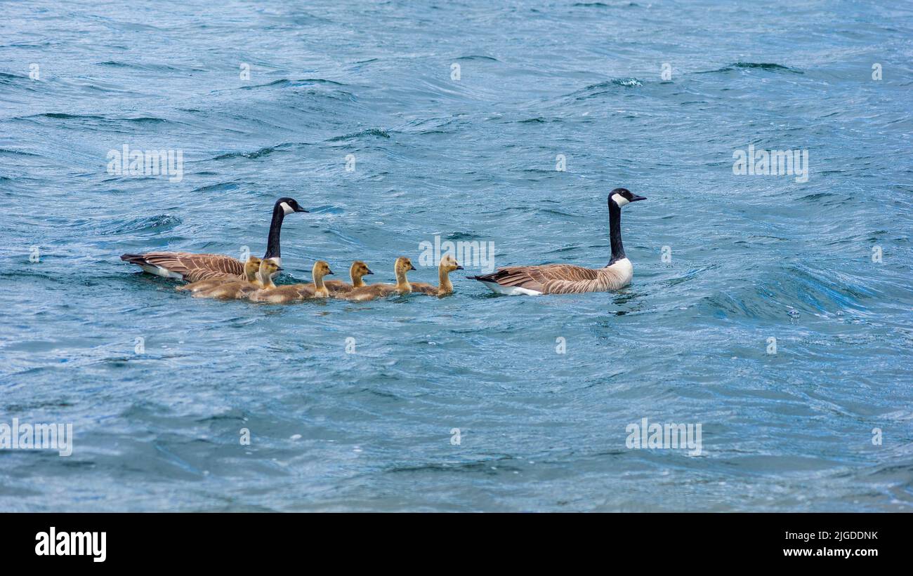 Wolfe Lake, Fundy National Park, New Brunswick, Canada Stock Photo - Alamy