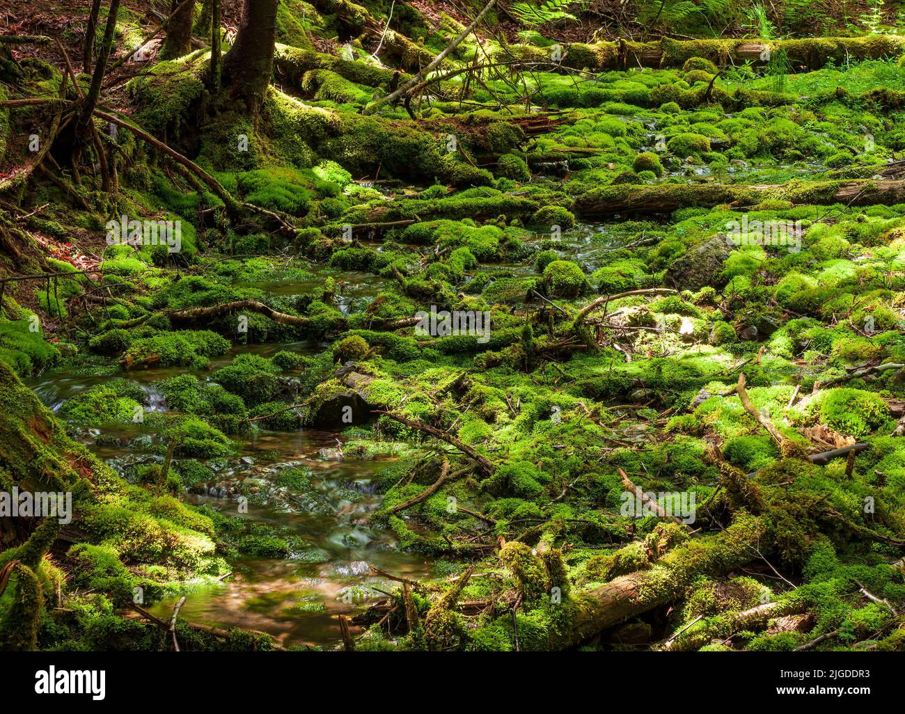 Green moss covering rocks and decaying tree trunks. Stream bed in a ...