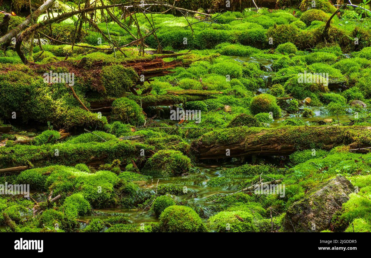 Green moss covering rocks and decaying tree trunks. Stream bed in a ...