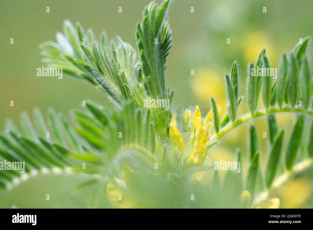 Astragalus close-up. Also called milk vetch, goat's-thorn or vine-like ...