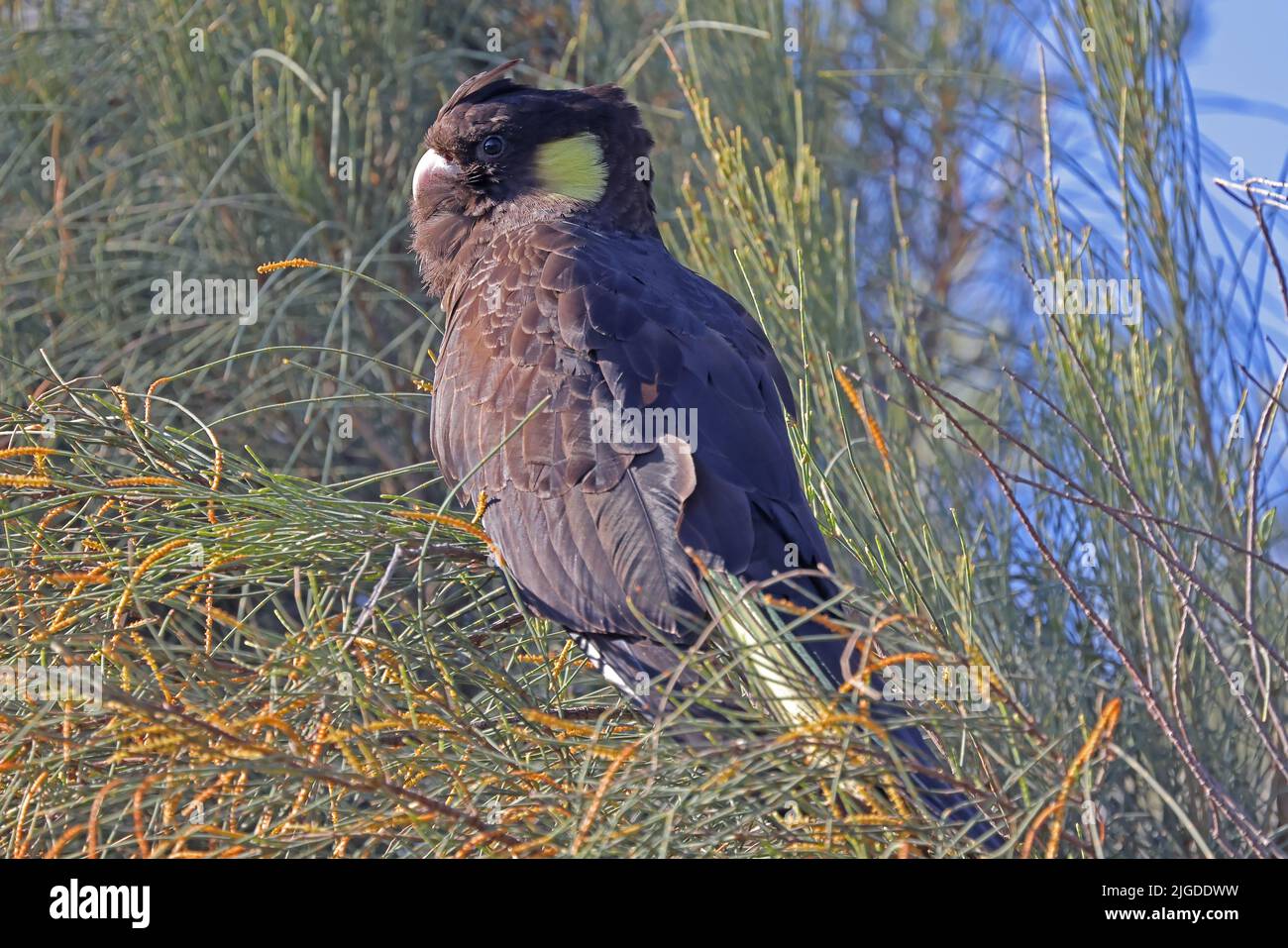 Australian Yellow-tailed Black Cockatoo (Zanda funerea Stock Photo - Alamy