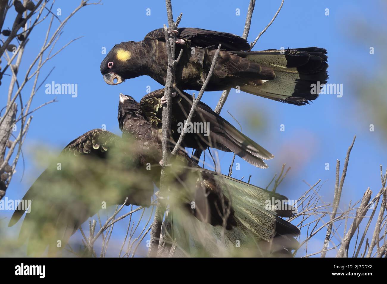 Australian Yellow-tailed Black Cockatoo feeding young (Zanda funerea ...