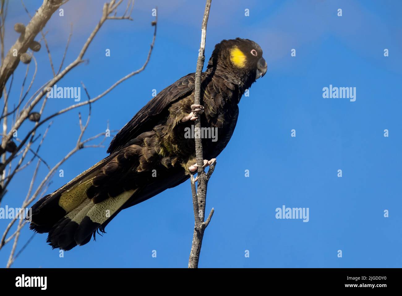 Australian Yellow-tailed Black Cockatoo (Zanda funerea Stock Photo - Alamy